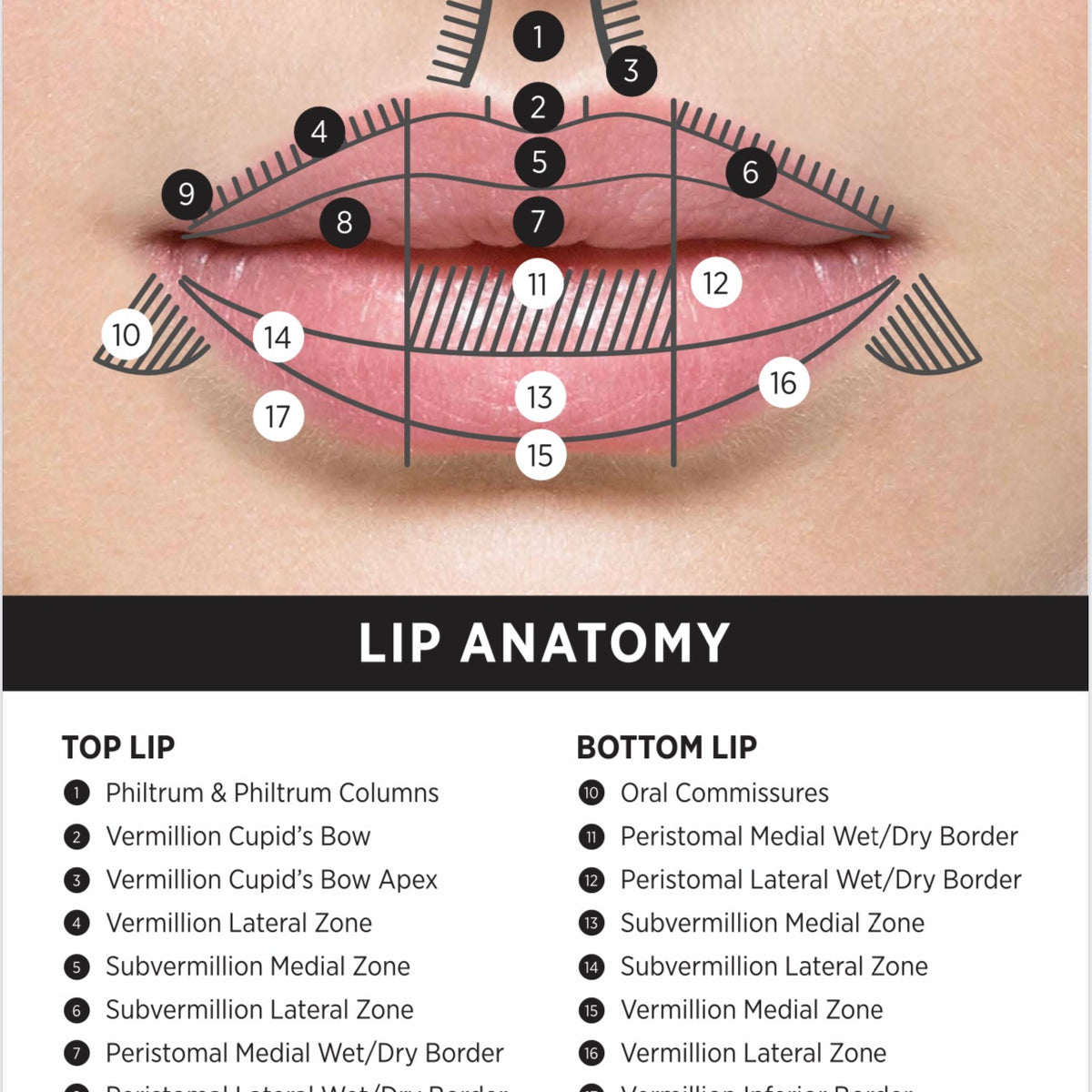 Lip Anatomy Poster - Laminated – Two Face Aesthetics
